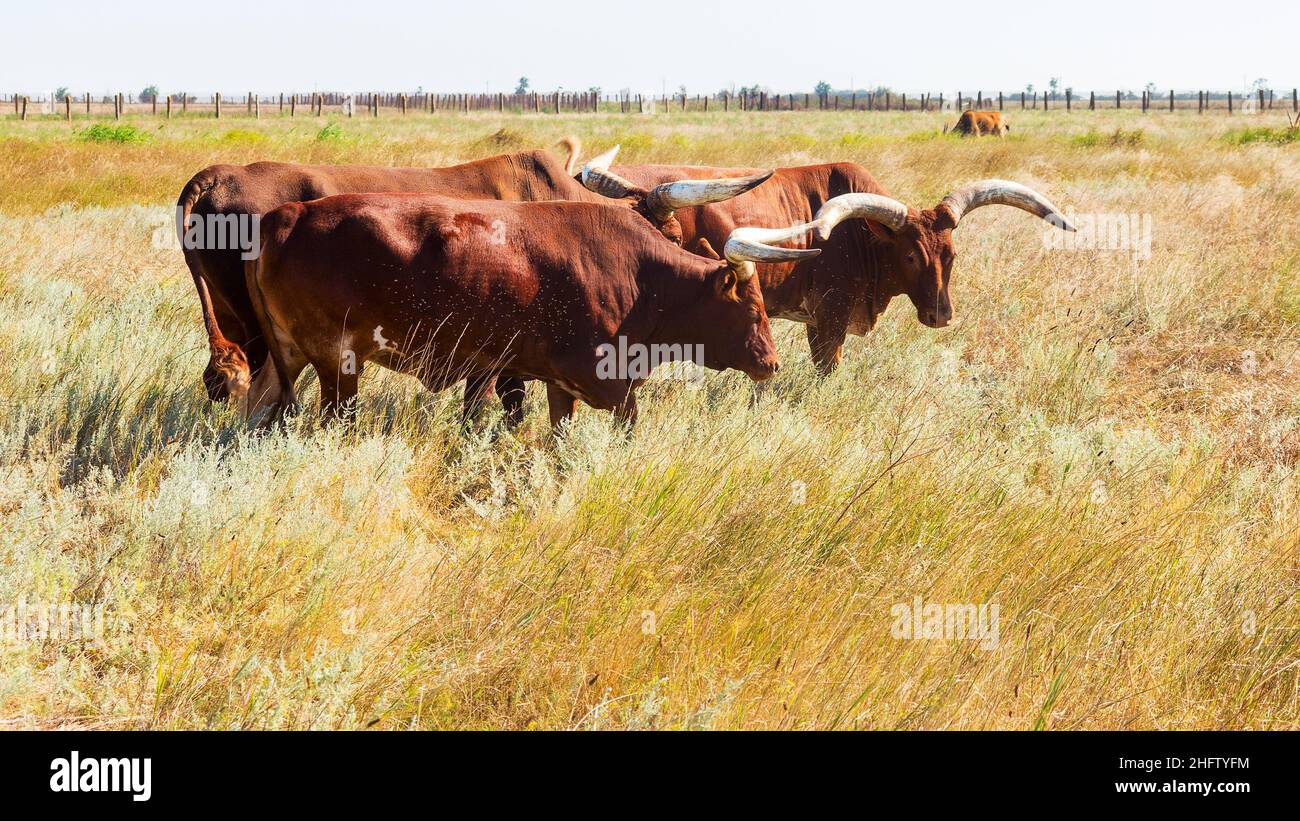 Cattle Farm Cattle animals in farming rural landscape Stock Photo - Alamy