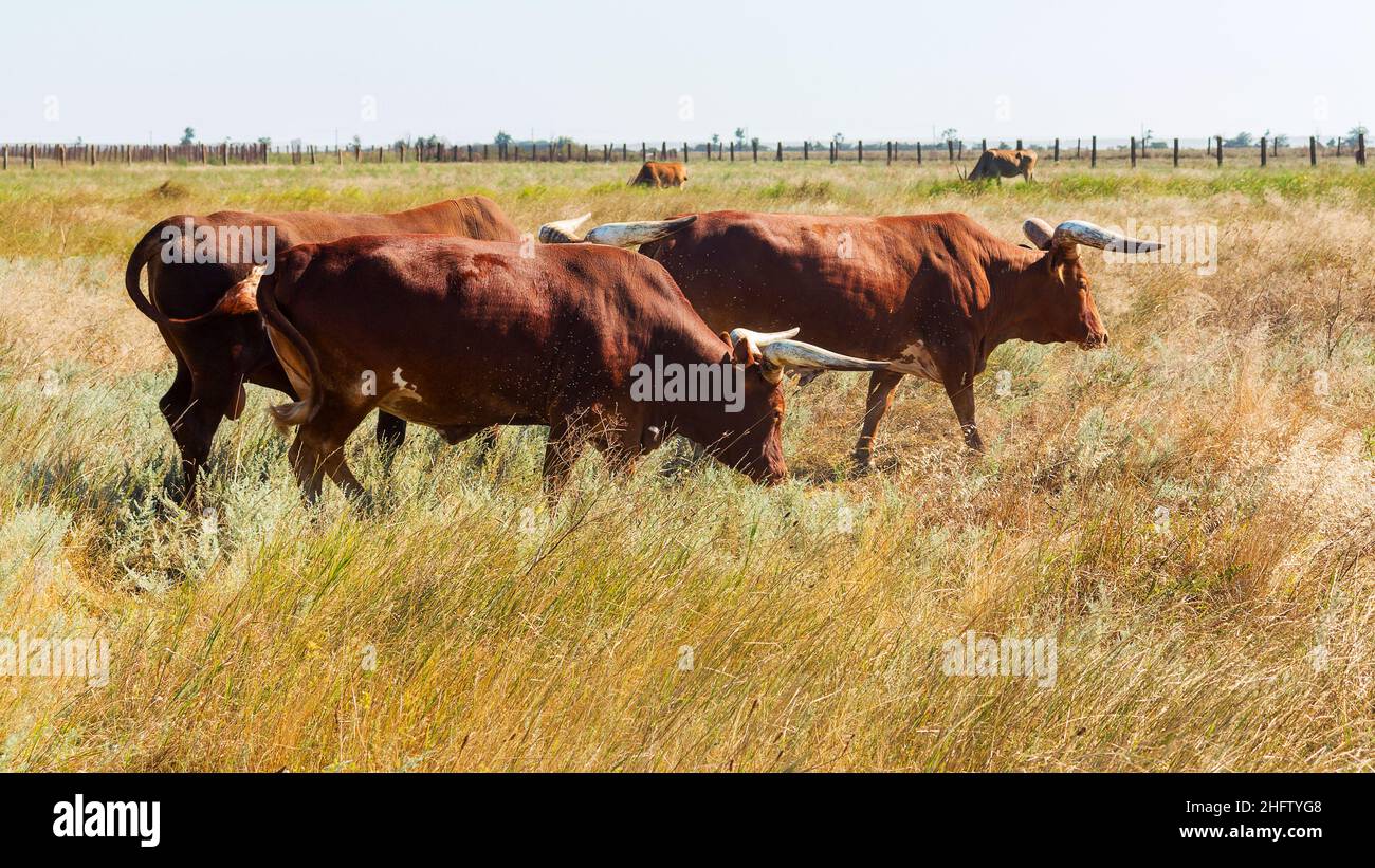 Cattle Farm Cattle animals in farming rural landscape Stock Photo - Alamy