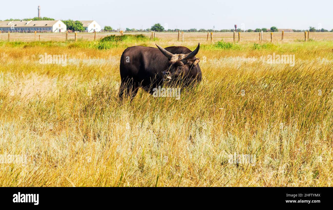 Cattle Farm Cattle animals in farming rural landscape Stock Photo - Alamy