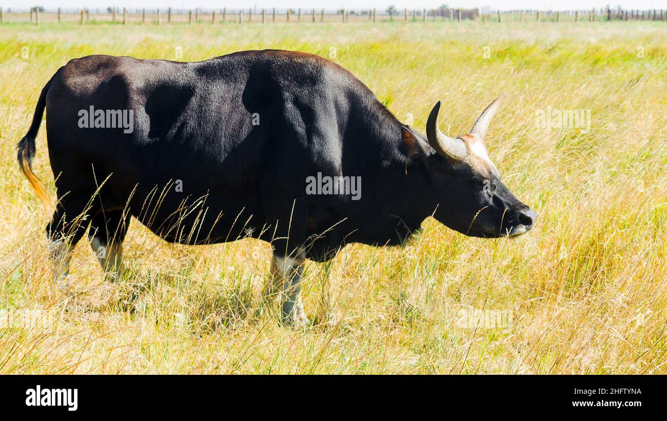 Cattle Farm Cattle animals in farming rural landscape Stock Photo - Alamy