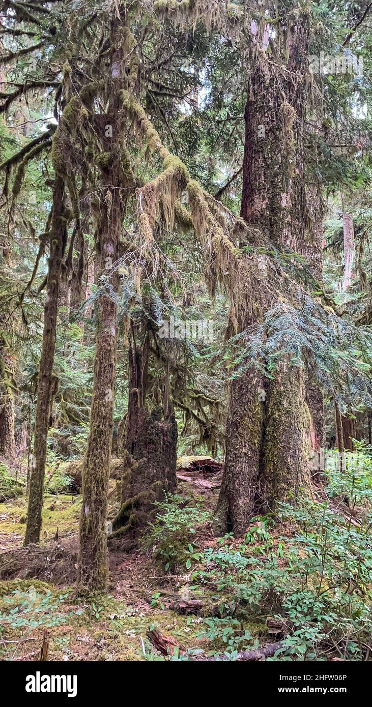 Sol Duc Falls in Sol Duc Valley are called the most beautiful falls in ...