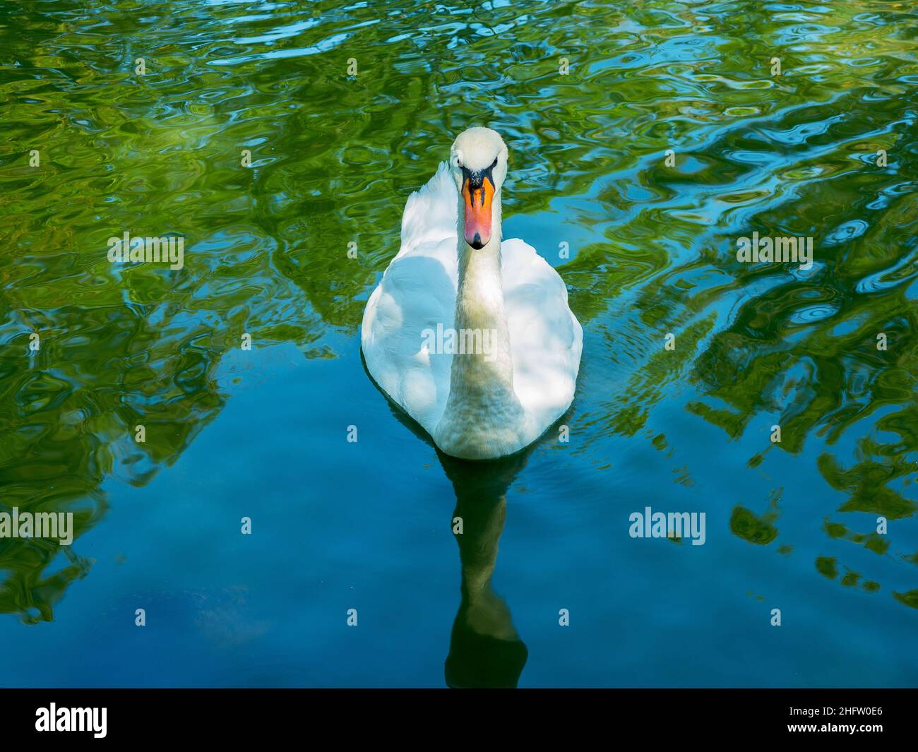 Beautiful swan floating on a pond with reflections Stock Photo - Alamy