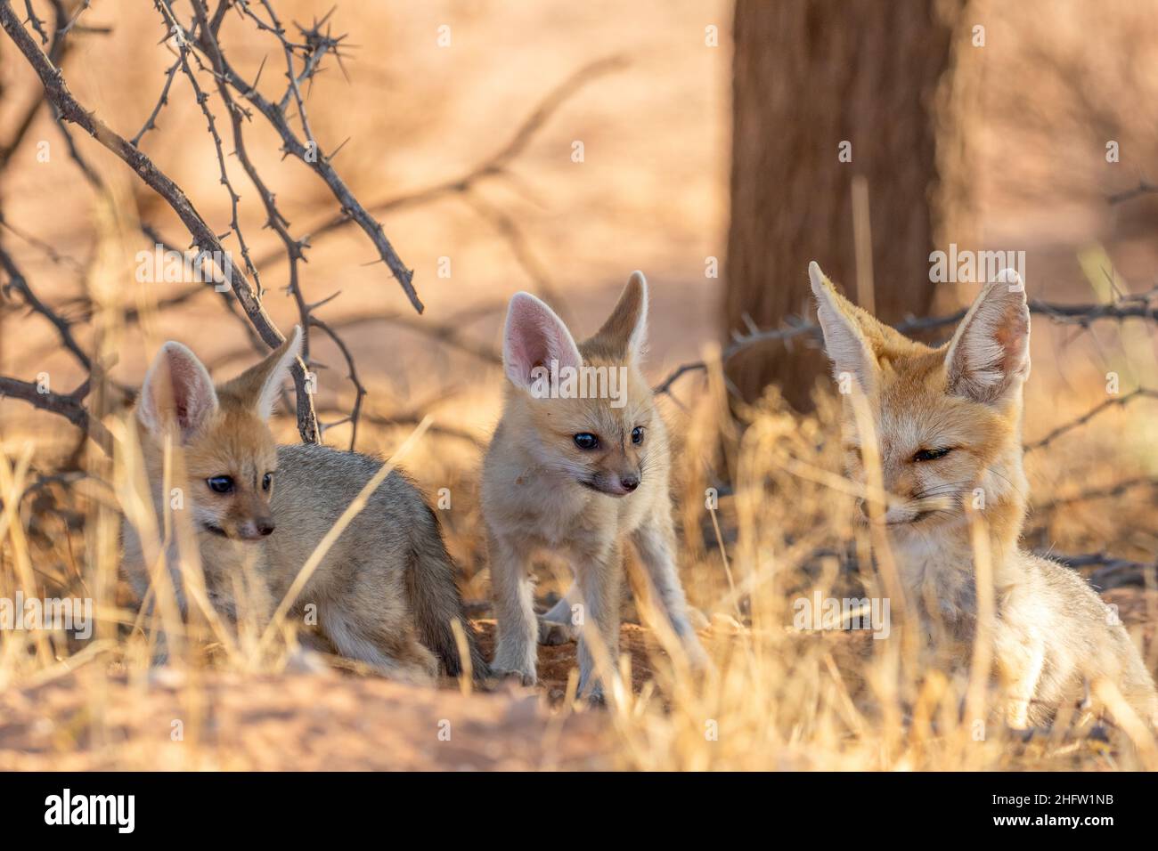 Three cute Cape Fox pups in the Kgalagadi Stock Photo - Alamy