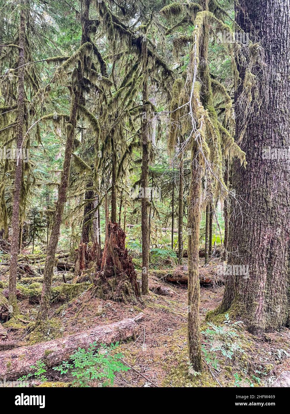 Sol Duc Falls in Sol Duc Valley are called the most beautiful falls in ...