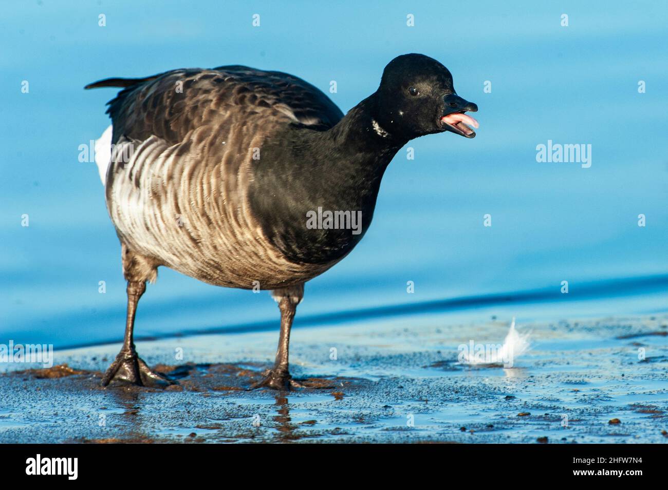 Atlantic brant behavior Stock Photo - Alamy