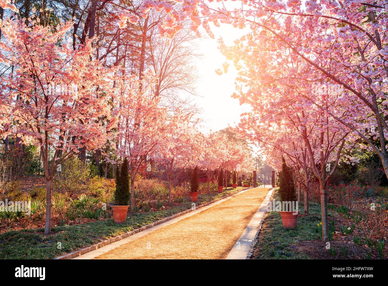 Cherry blossoms in sunlight hi-res stock photography and images - Alamy