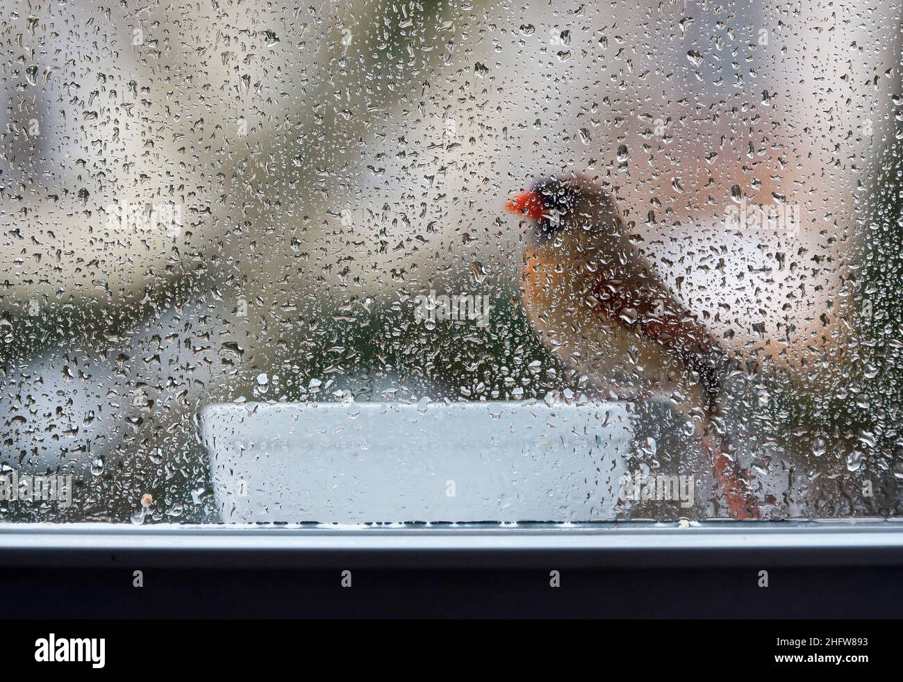 Female northern cardinal at window feeder Stock Photo - Alamy
