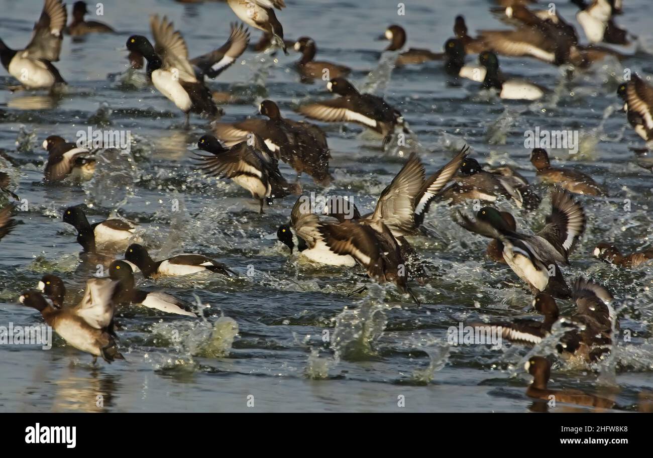 A flock of greater Scaup ducks taking off from pond Stock Photo - Alamy