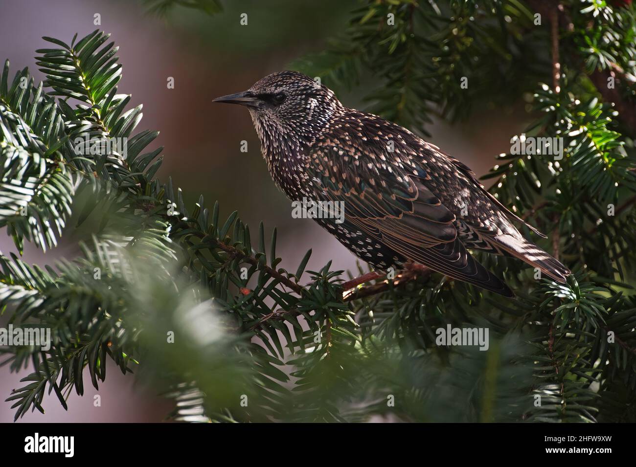 European starling close-up Stock Photo - Alamy