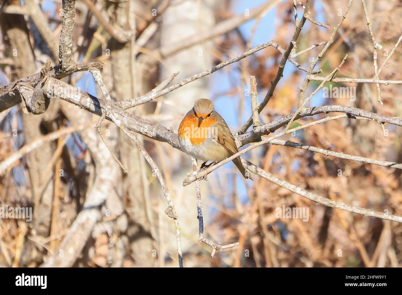 Little red robin hi-res stock photography and images - Alamy