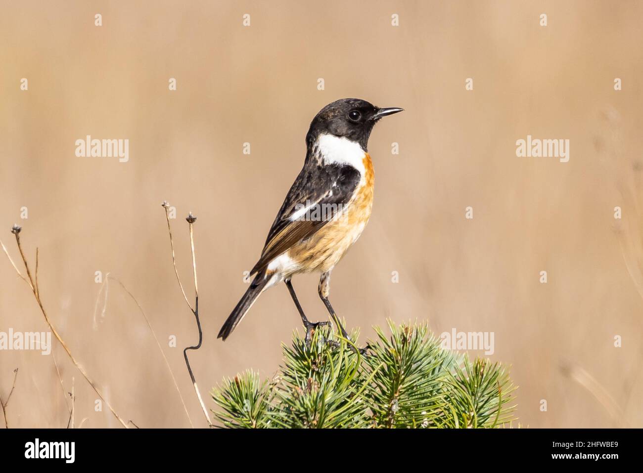 Common Stonechat Male Winter High Resolution Stock Photography and ...