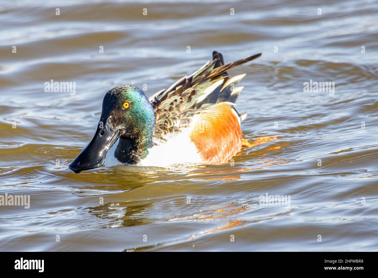 Male of Northern shoveler (Spatula clypeata), known simply in Britain ...