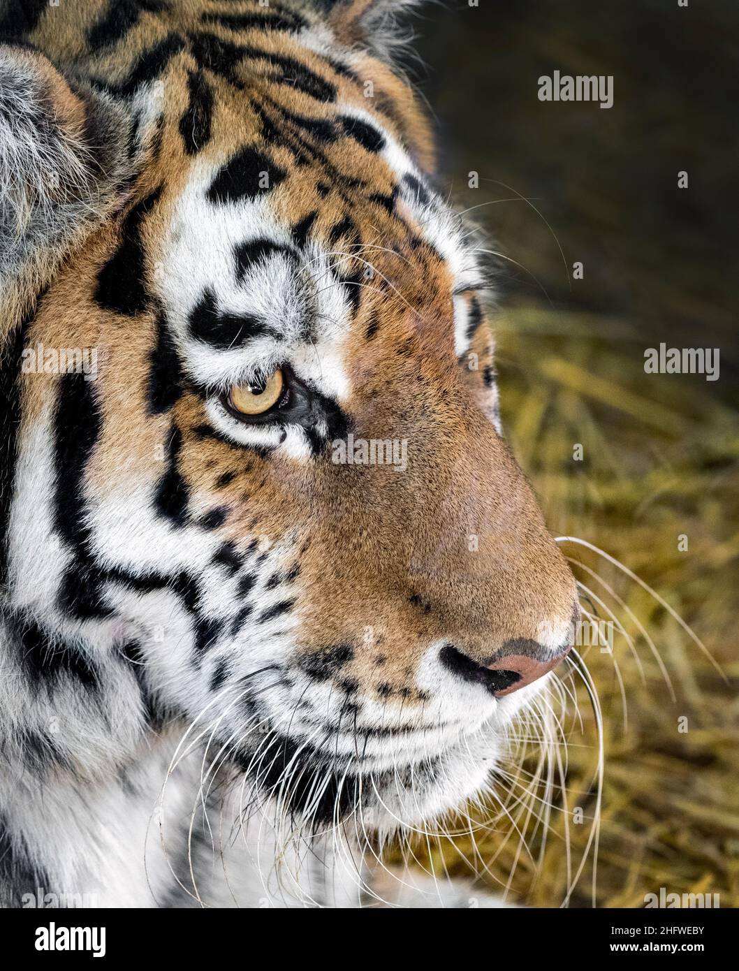 Adult female Amur (Siberian) tiger, profile Stock Photo - Alamy