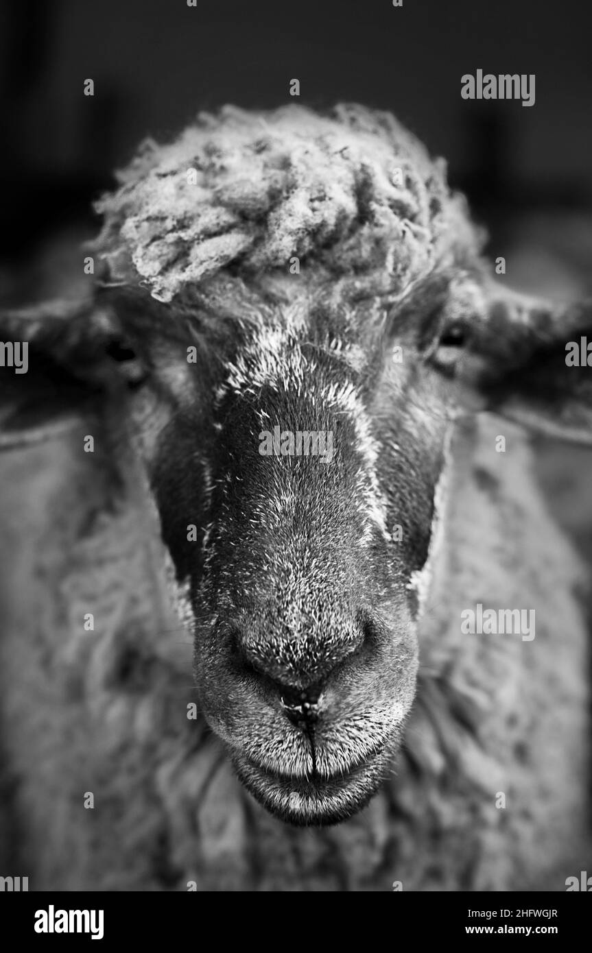 Sheep and barn Black and White Stock Photos & Images - Alamy