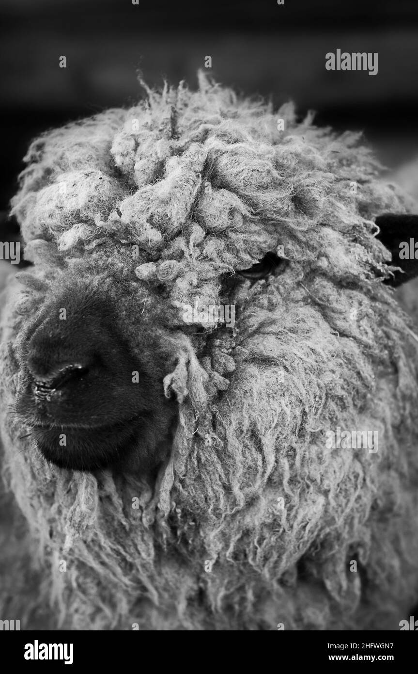 Sheep in fleece Black and White Stock Photos & Images - Alamy
