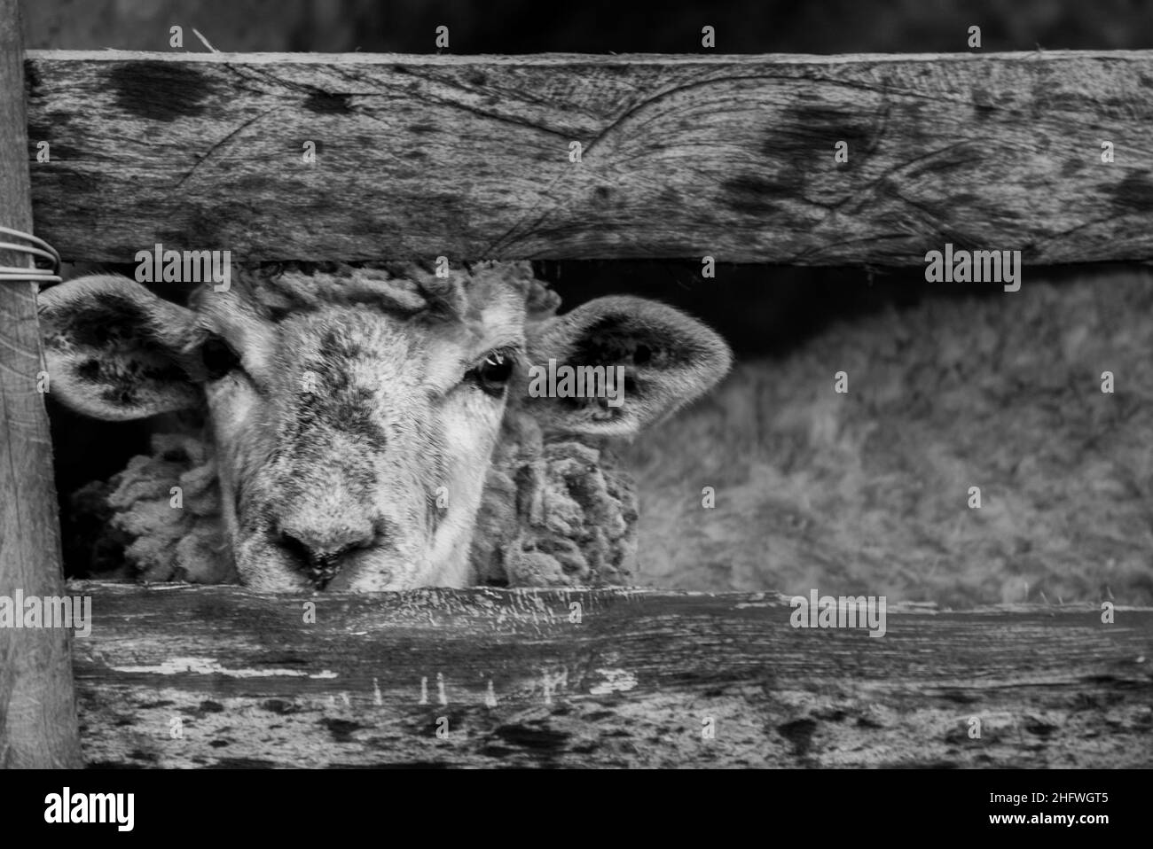 Sheep in fleece Black and White Stock Photos & Images - Alamy