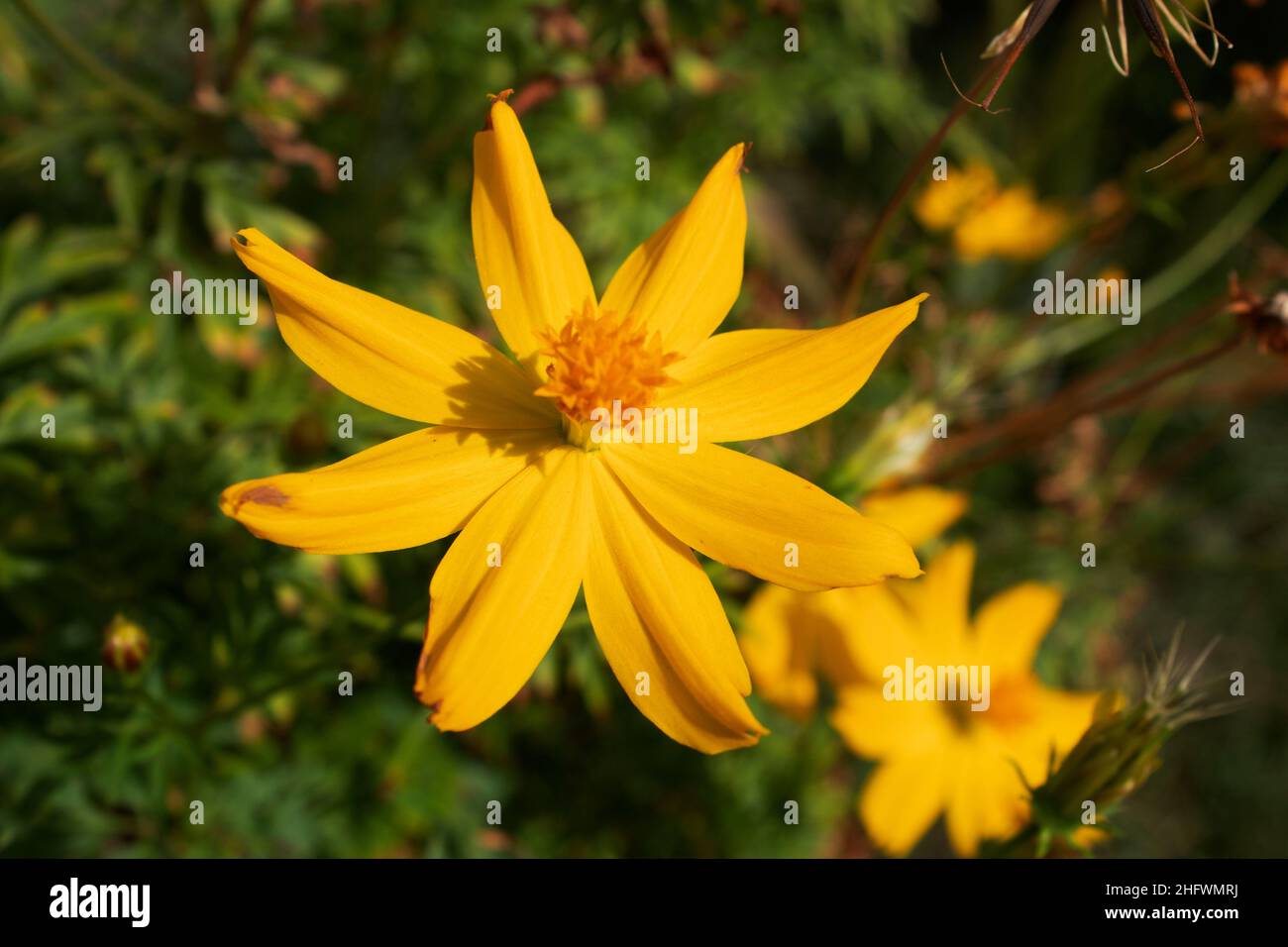 Yellow Flower, Brazil Stock Photo - Alamy