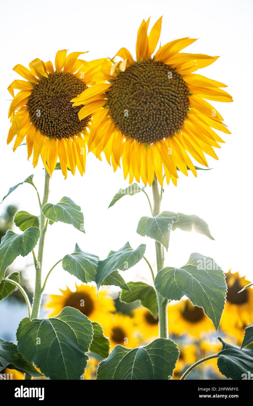 Solar benefits hi-res stock photography and images - Alamy