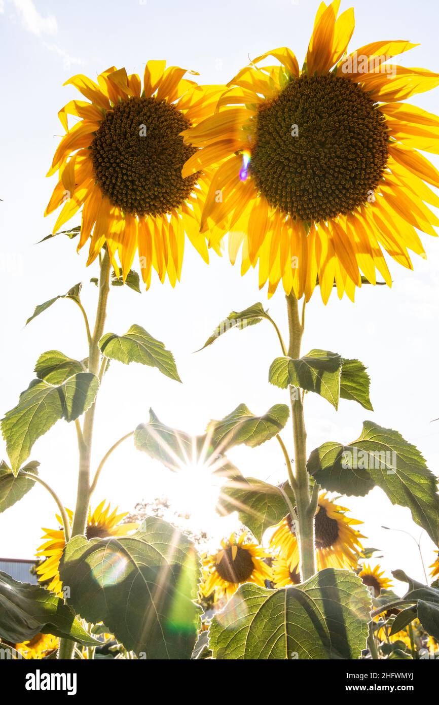 Beautiful sunflowers on a sunny day in a field. Selective focus ...