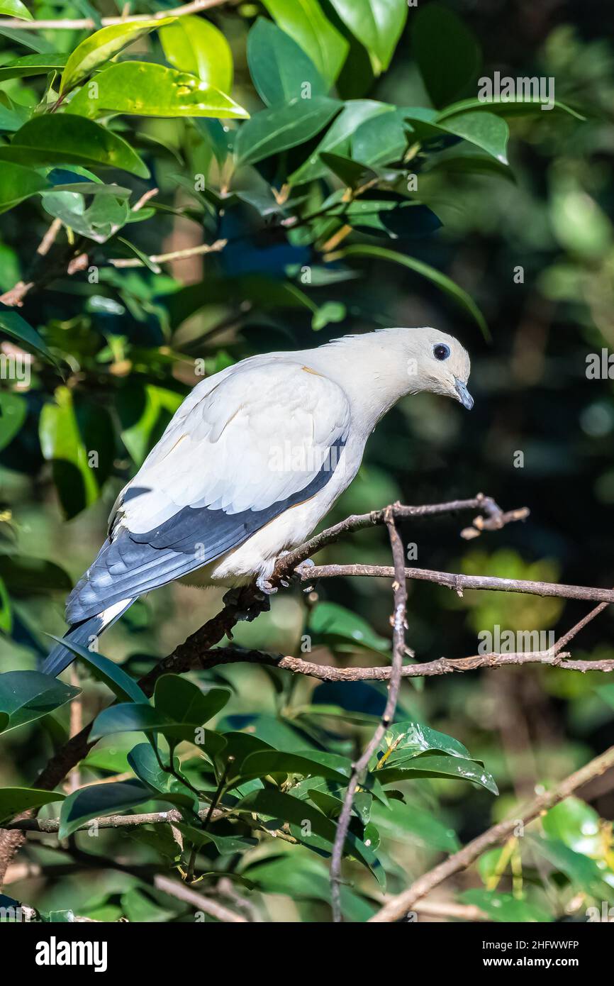 Pied Imperial Pigeon, Ducula bicolor, beautiful bird perched in a tree ...