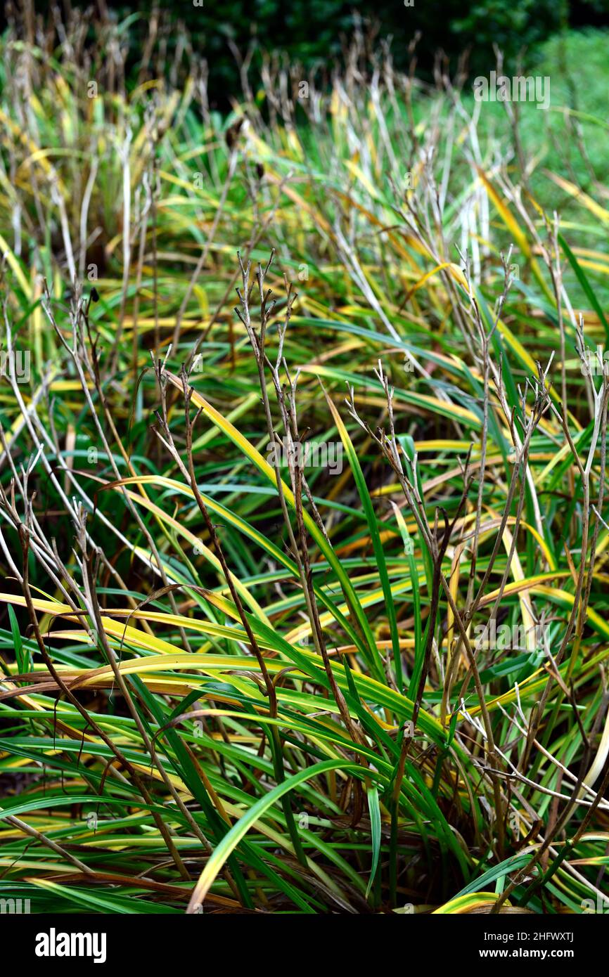Daylily spent flower spikes hi-res stock photography and images - Alamy