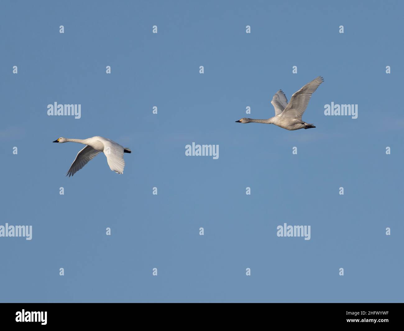Whooper swan, Cygnus cygnus, Two birds in flight, Welney, Norfolk ...