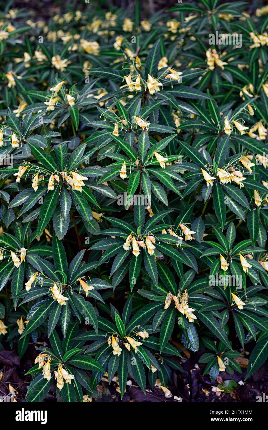 Impatiens omeiana busy lizzie yellow hi-res stock photography and ...