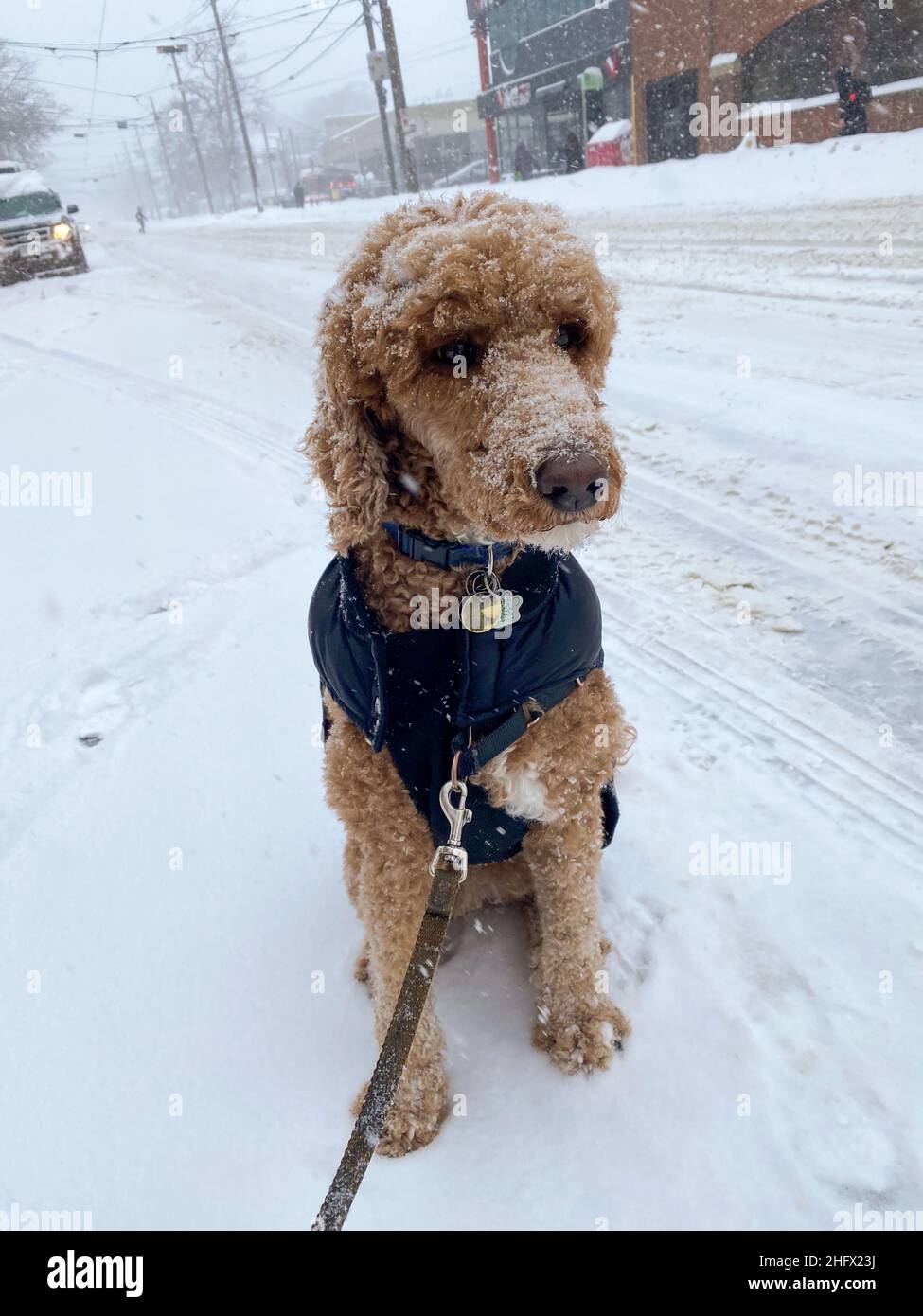 Golden Doodle dog sits on road after winter storm in Toronto, Canada ...