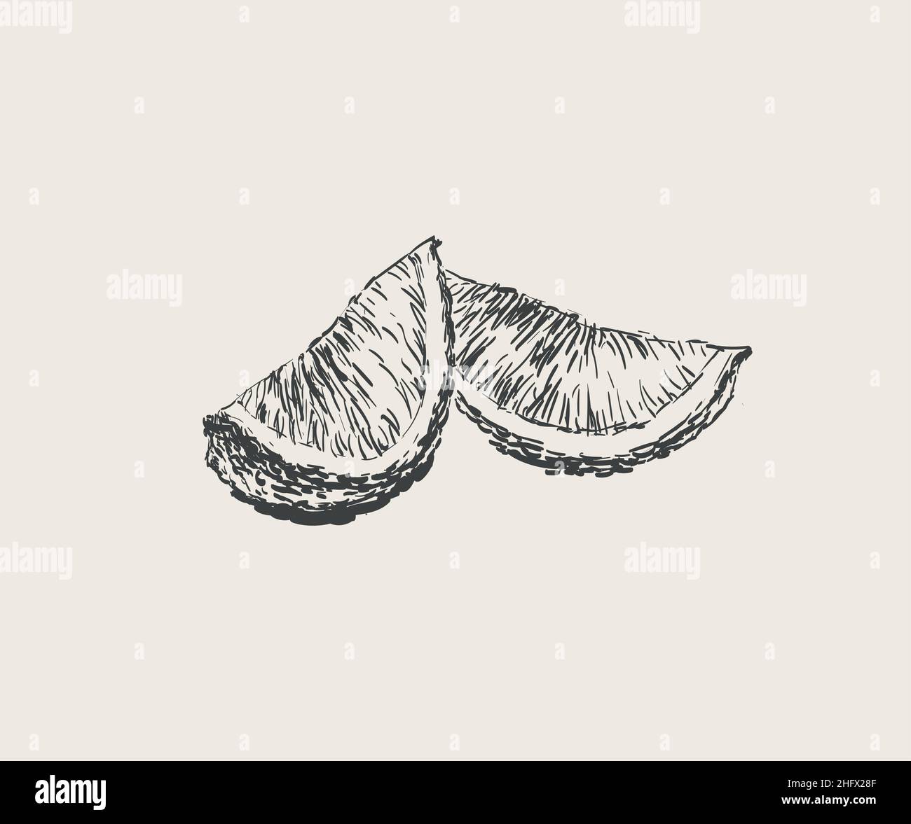 Lemon slice Hand Drawn Sketch Vector illustration Stock Vector Image ...