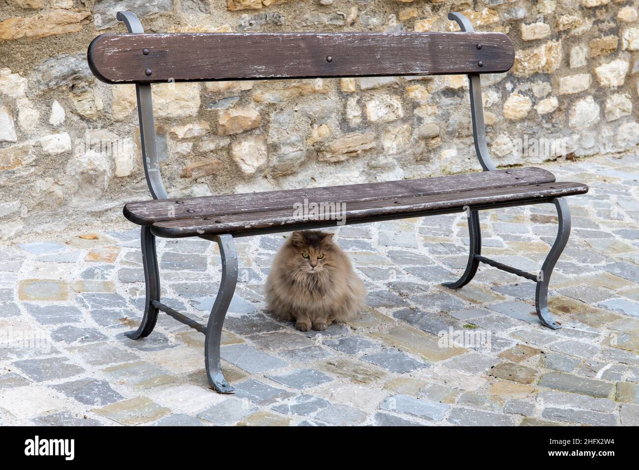 a very thick-haired cat stands under a bench in a small Italian village ...