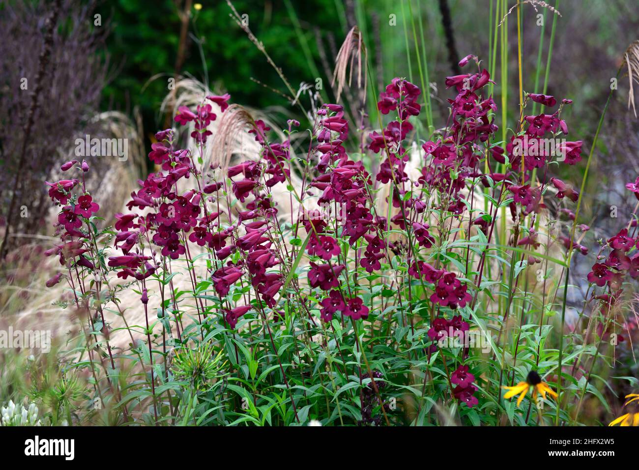 Penstemon raven,purple flowers,flower,flowering, red flowers ...