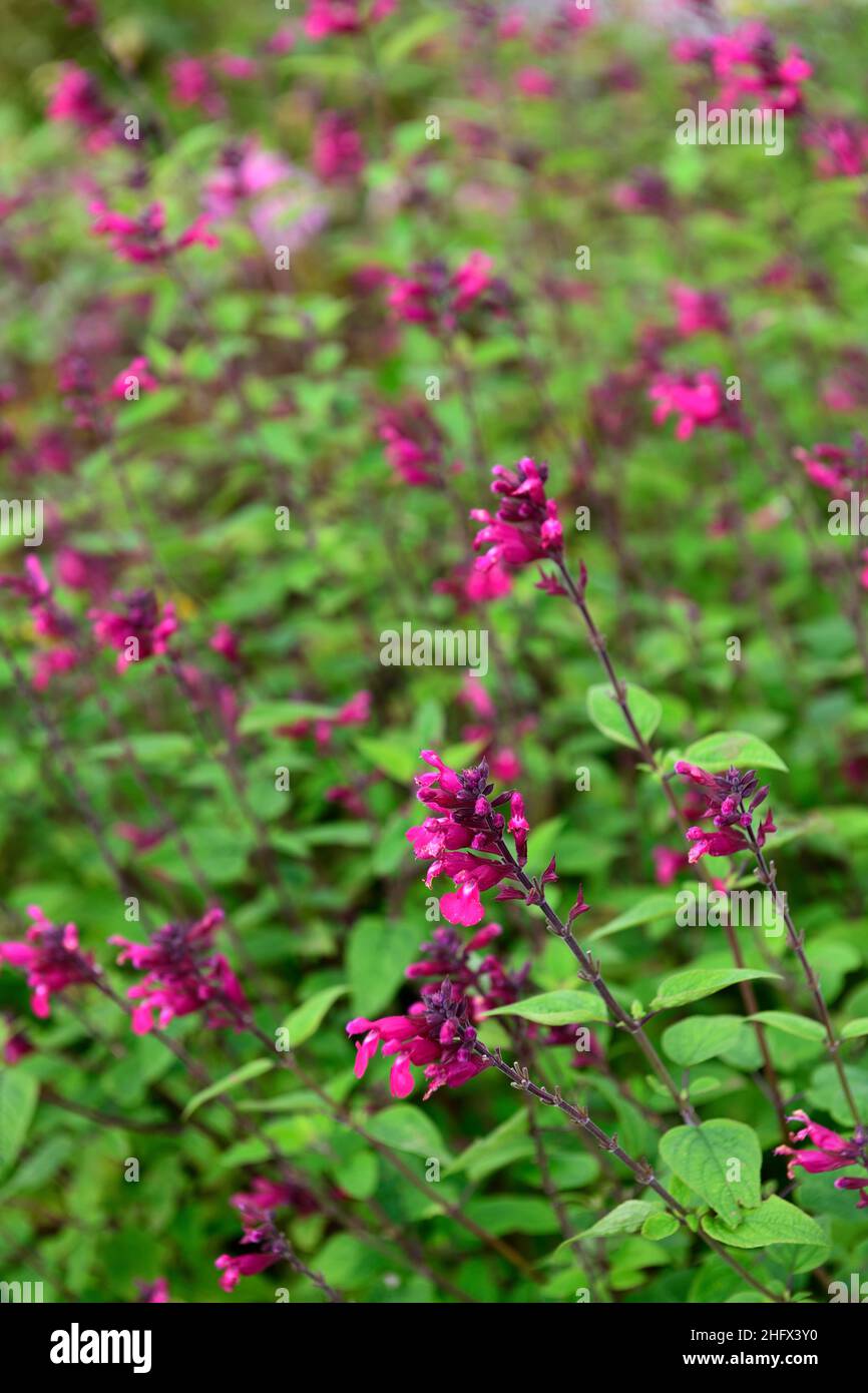 salvia involucrata bethellii,pink flowers,pink flowering salvia,salvias ...