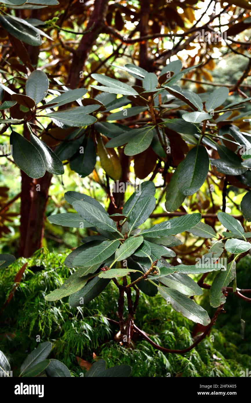 Cinnamon coloured undersides hi-res stock photography and images - Alamy