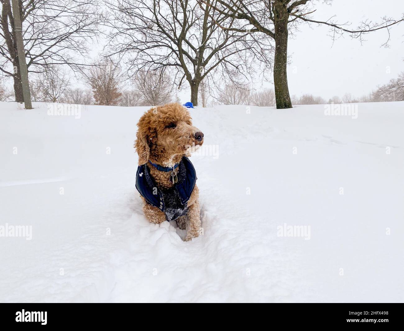 Hybrid dogs puppies hi-res stock photography and images - Alamy