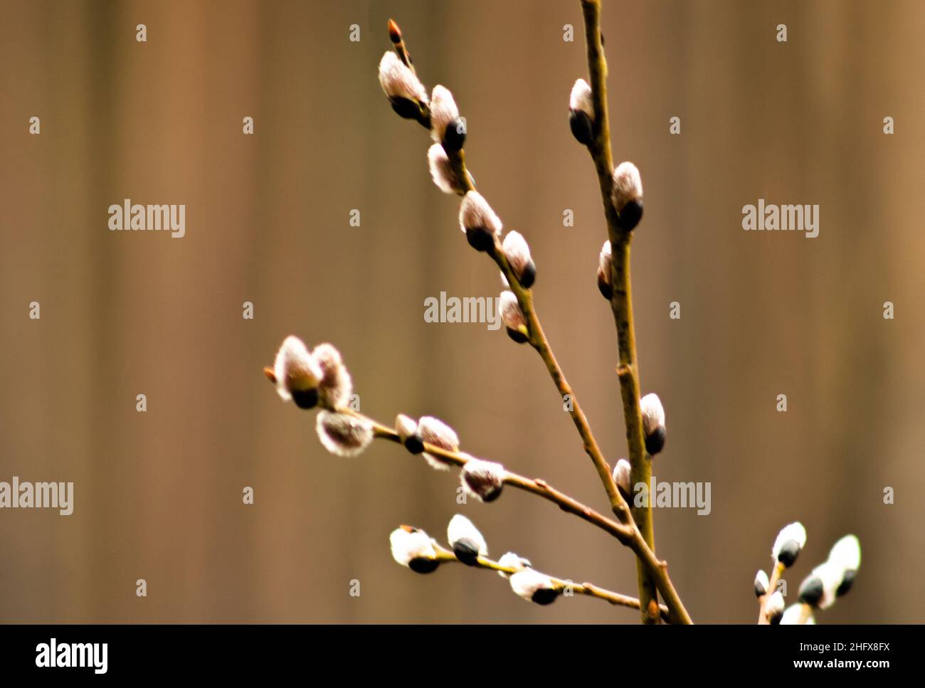 Rain drops on the branches of a tree, swollen buds, the snow has melted ...