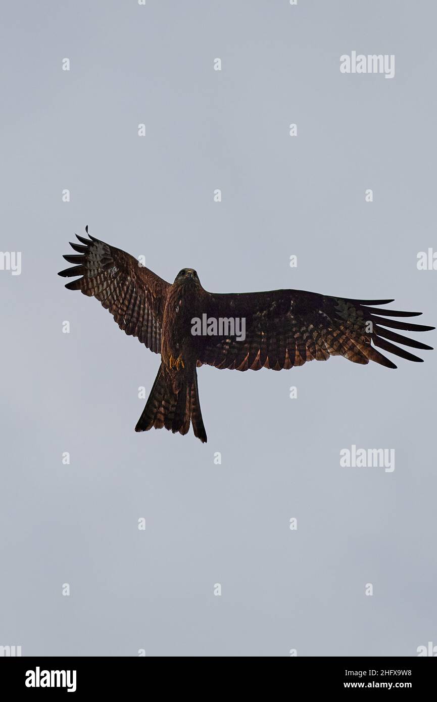 A detailed portrait of Red kite, bird of prey. Land with outspread ...