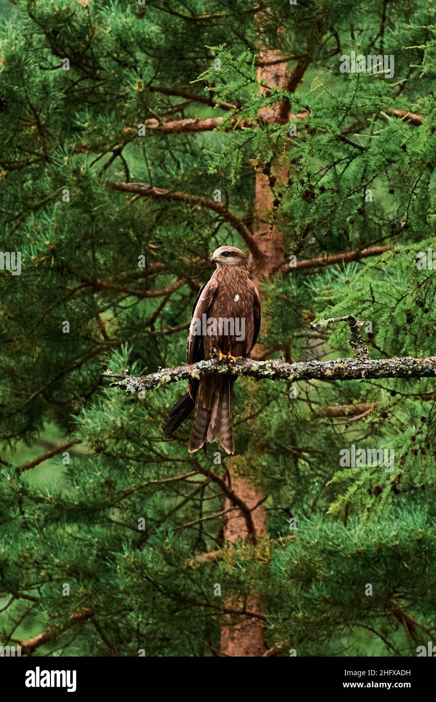 A detailed portrait of Red kite, bird of prey. Land with outspread ...