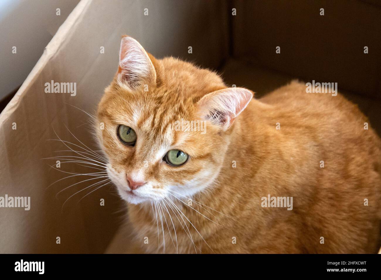 ginger cat in a box Stock Photo - Alamy