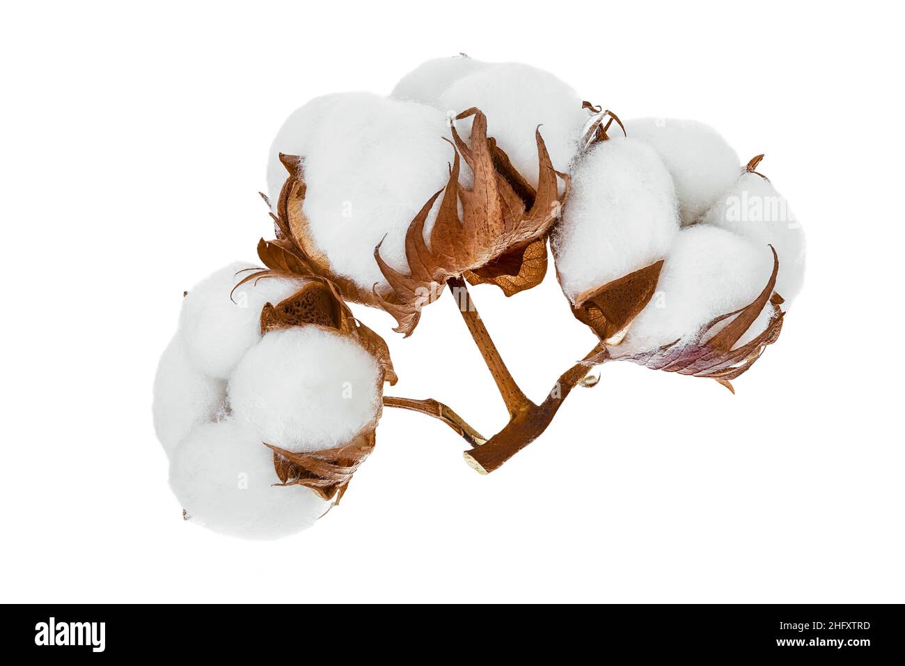 Cotton plant flower isolated on white background with clipping path and ...