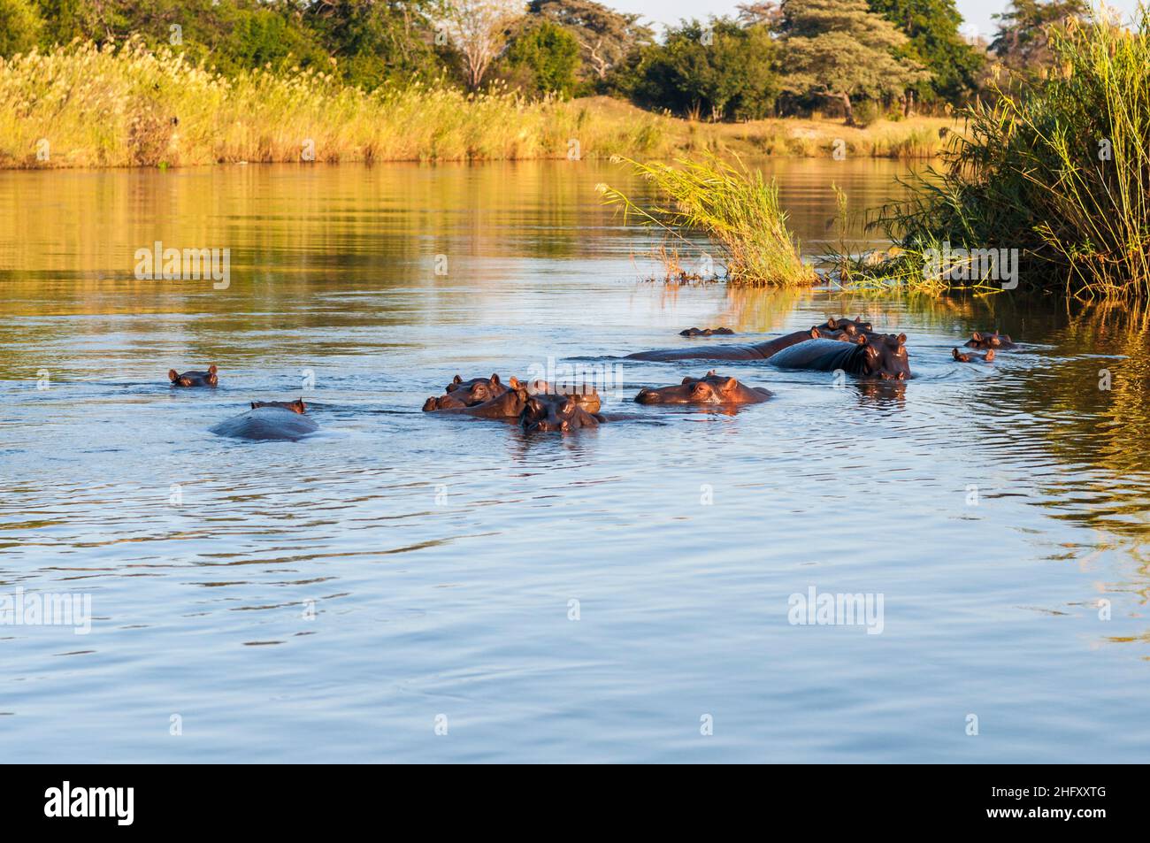 Hippos in the Okavango River, Namibia Southern Africa Stock Photo - Alamy