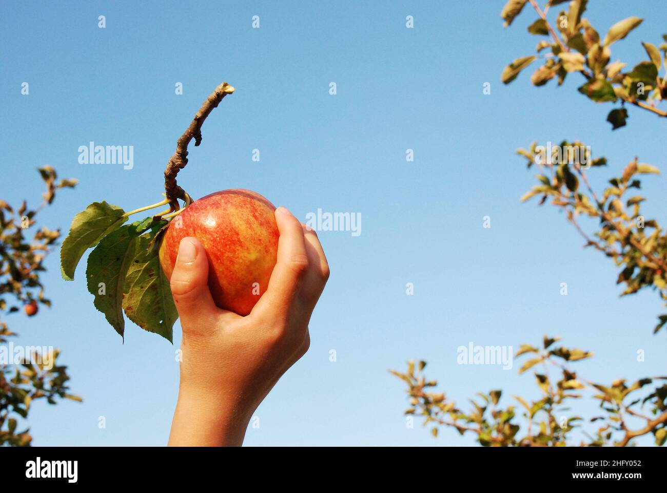 Small hand holding a red apple Stock Photo - Alamy