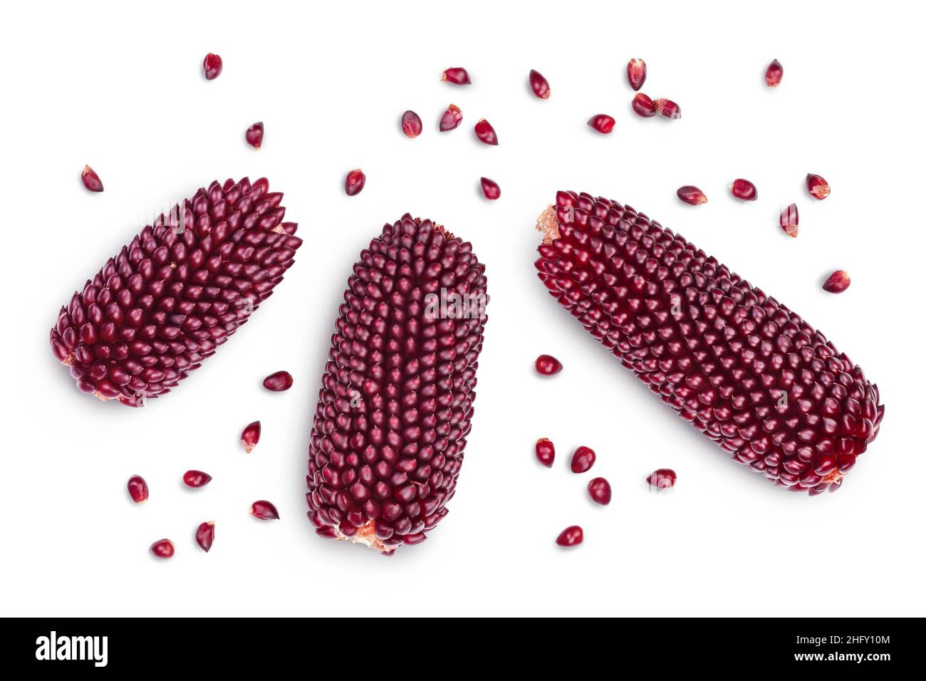 Purple corn or maize with seeds isolated on white background with ...