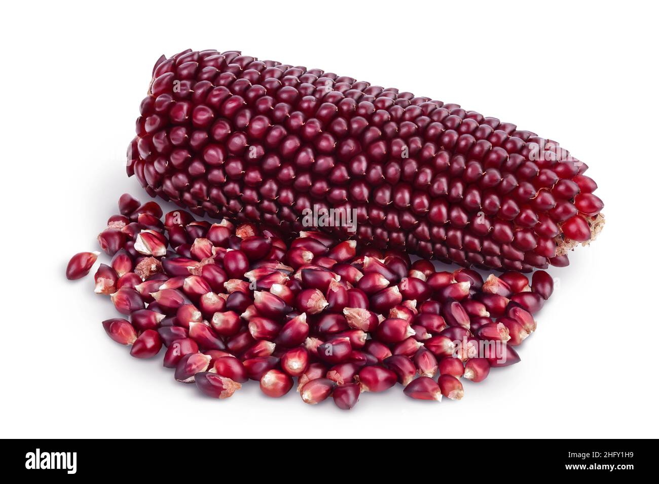 Purple corn or maize with seeds isolated on white background with ...