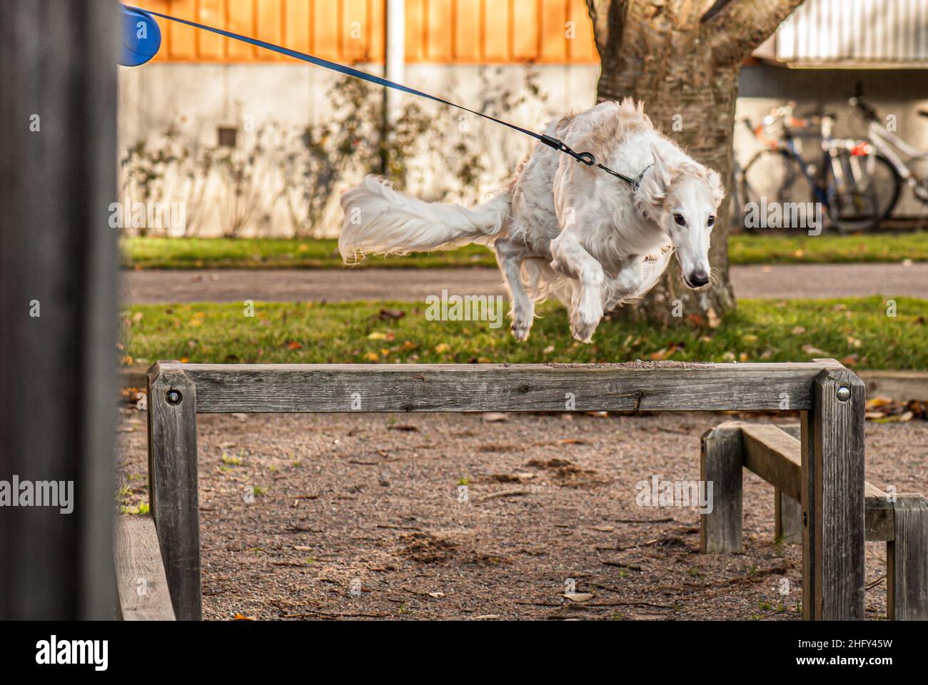Gothenburg, Sweden - november 16 2008: Borzoi dog jumping an obstacle ...