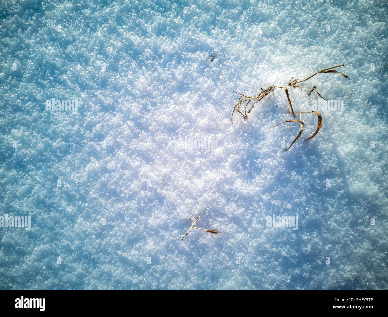 abstract natural texture of snow and dry grass. top view of snow cover ...
