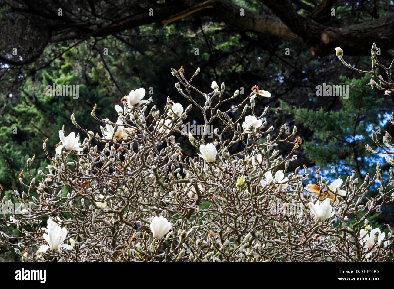 White magnolias hi-res stock photography and images - Alamy