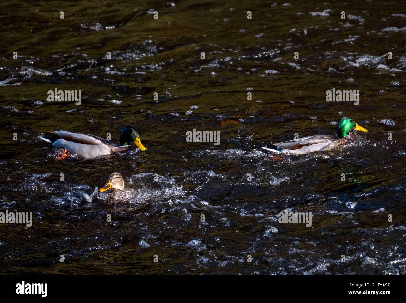 Lothian birding hi-res stock photography and images - Alamy
