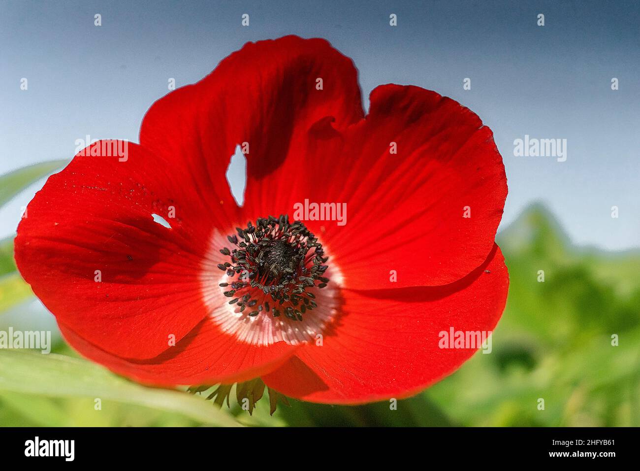 Amazing Flowers in the botanical gardens of Israel colorful and ...