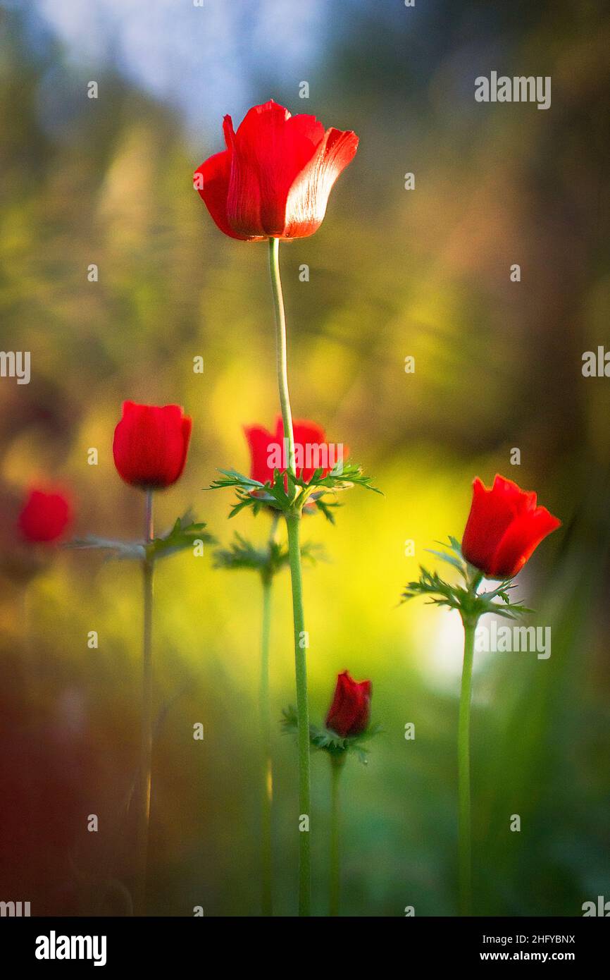 Amazing Flowers in the botanical gardens of Israel colorful and ...