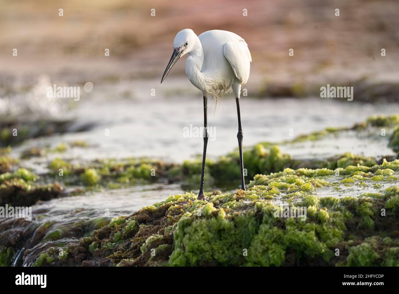 Amazing birds of Israel, birds of the Holy Land Stock Photo - Alamy